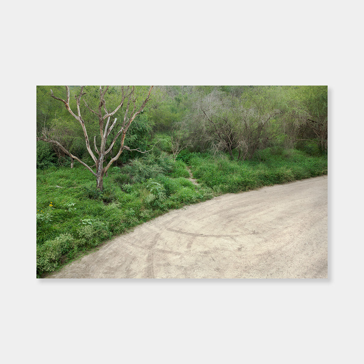 Artsuite - Susan Harbage Page - Path